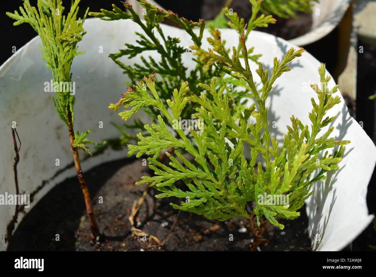 Bright and colorful Tui Auren Nana planted in small plastic pots ...