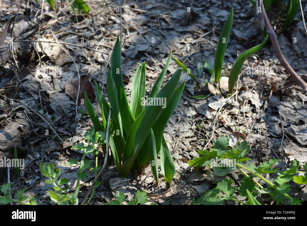 Spring rhenium flowers are in April and a lot of tulip bushes on the ...