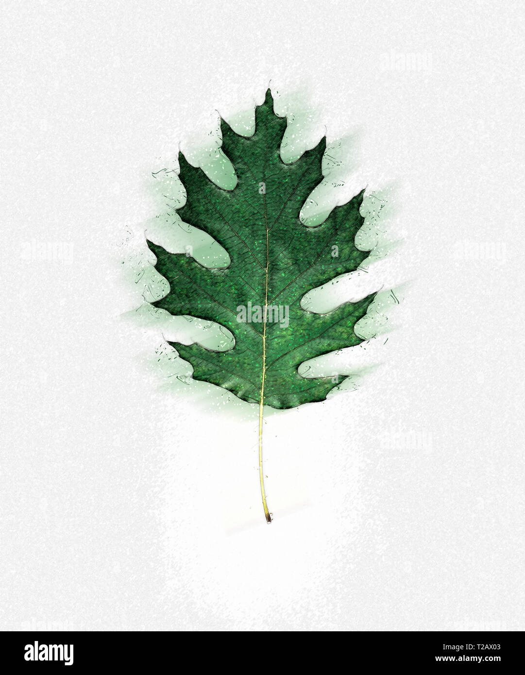 Digitally enhanced image of a single Oak leaf on white background Stock ...
