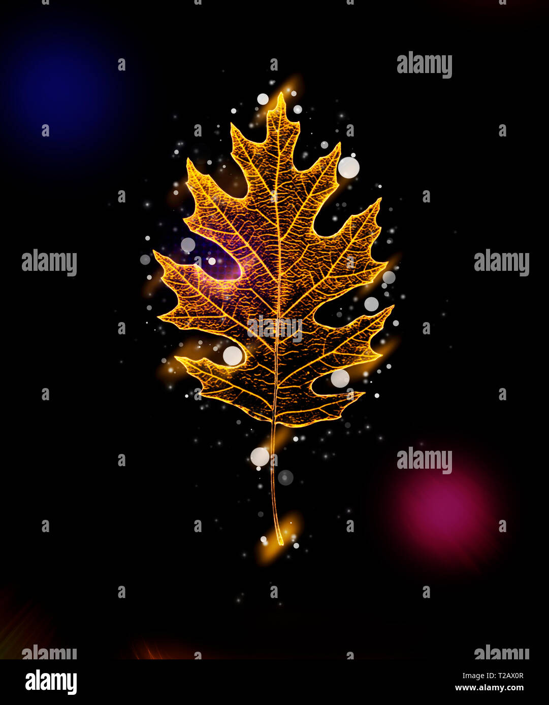 Digitally enhanced neon effect image of a single Oak leaf on black ...