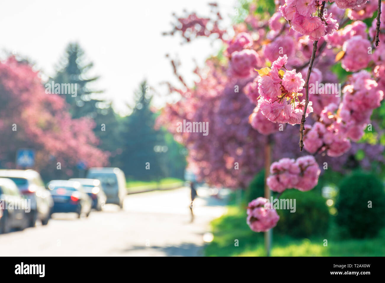 streets of old town in sakura blossom. beautiful urban scenery in ...