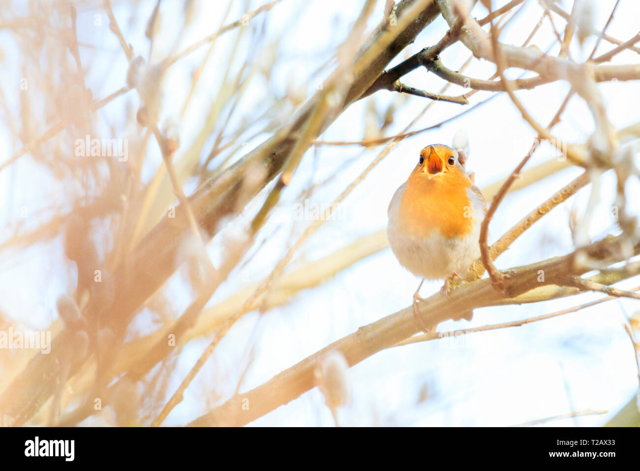 Robin on branch wings open hi-res stock photography and images - Alamy