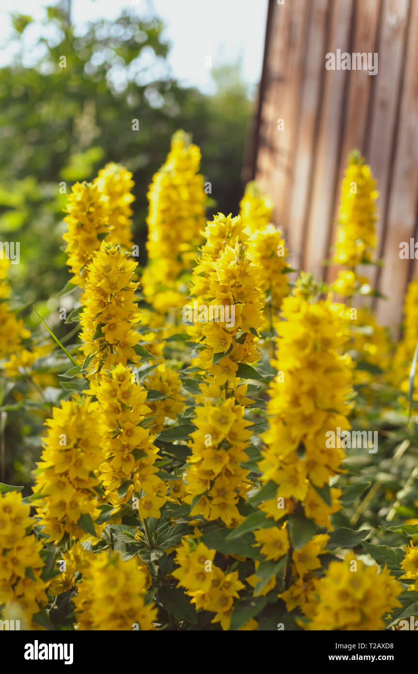 Yellow flowers of loosestrife in garden Stock Photo - Alamy