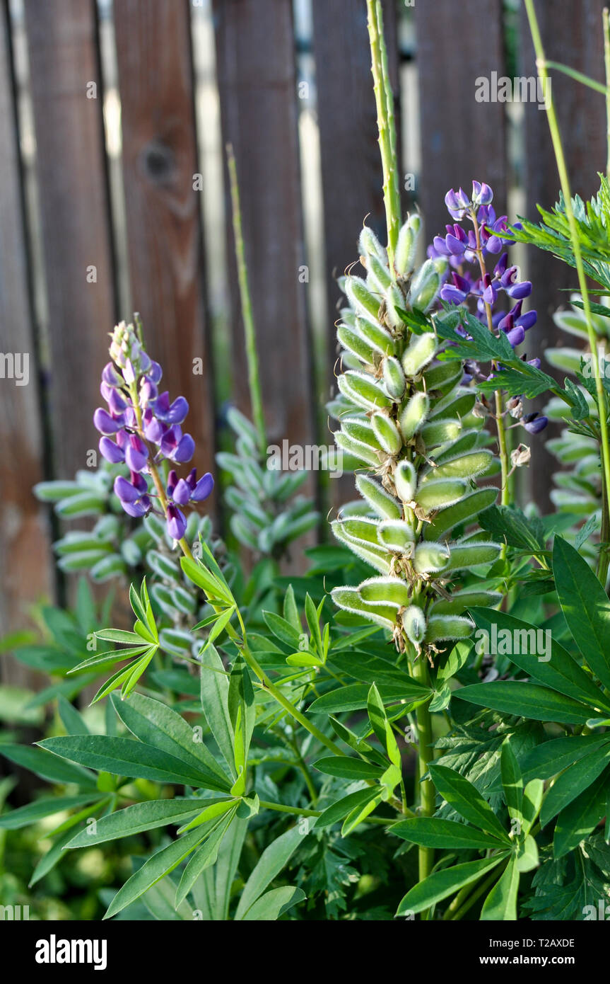 Lupin in garden Stock Photo - Alamy