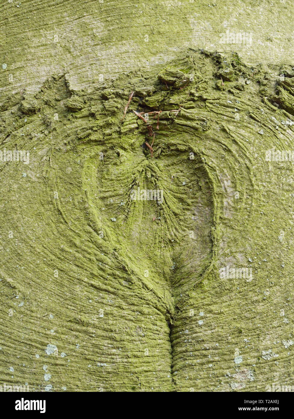 Beech tree bark hi-res stock photography and images - Alamy