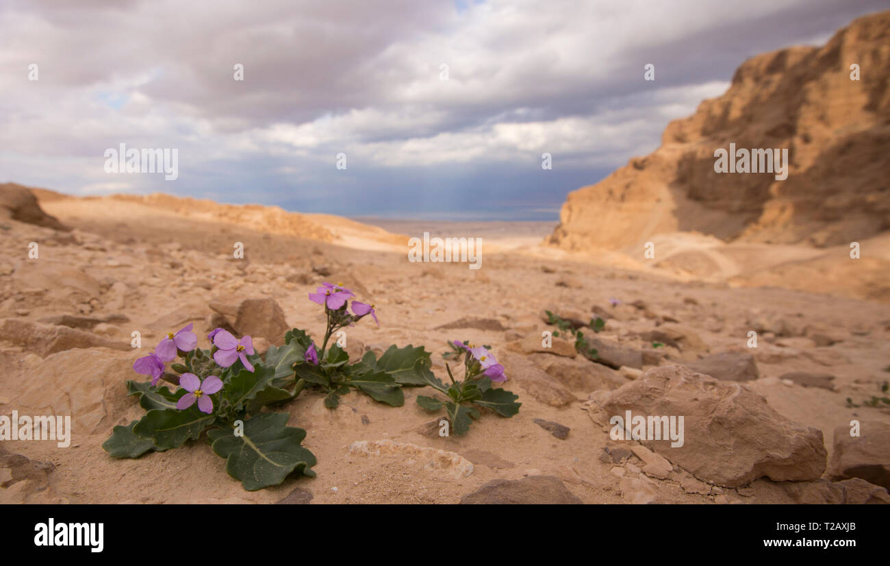 Flowering Diplotaxis acris. (rare wildflower) Photographed in the Negev ...