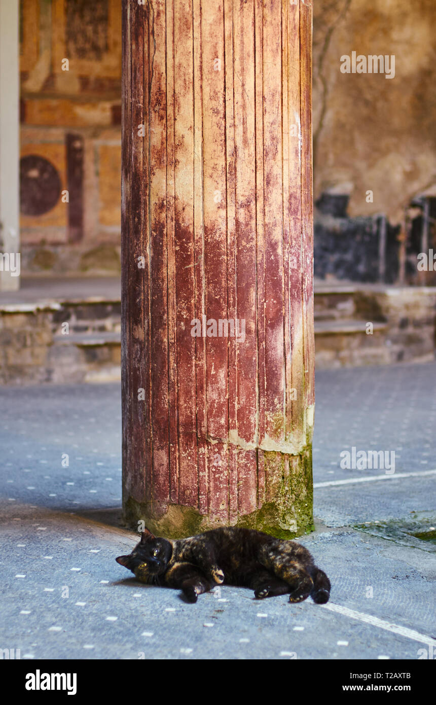 cat sleeping under a column of an ancient Roman house in Pompeii ...