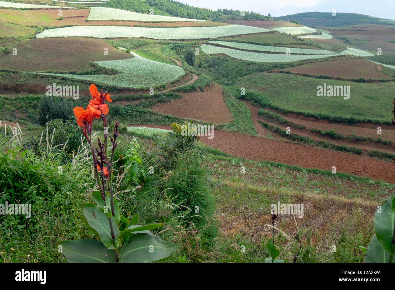 Red Canna (also Canna Lily) on the edge of agricultural fields of ...