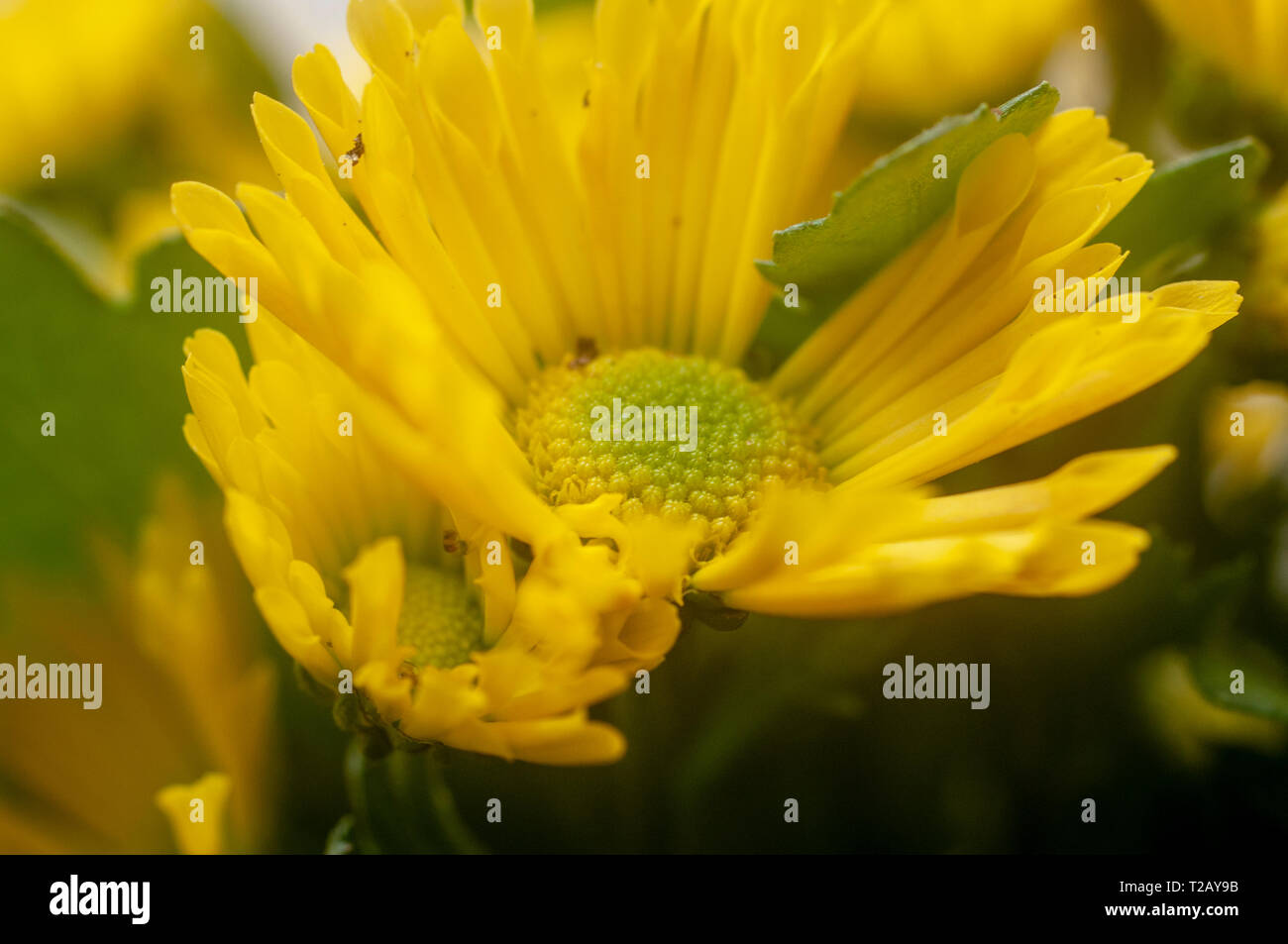 Crown daisy chrysanthemum coronarium flowers hi-res stock photography ...