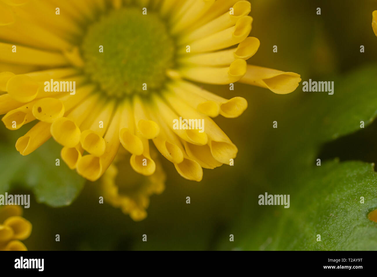Crown daisy chrysanthemum hi-res stock photography and images - Alamy