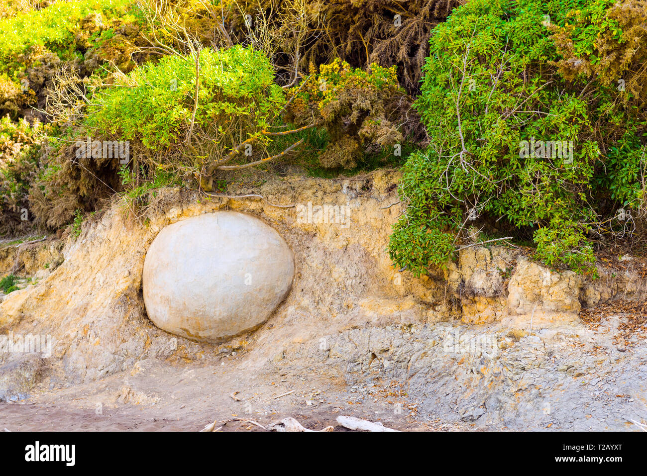 Moeraki boulder on Koyokokha beach in the Otago region, New Zealand ...