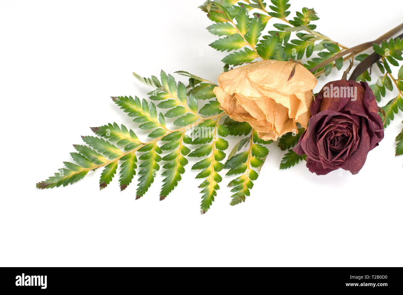 Green Fern Plant with Dried White and Red Roses Stock Photo - Alamy