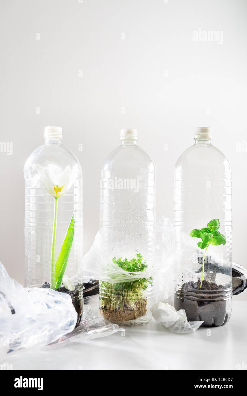 Different Green Plants are struggling to grow in the plastic bottles ...