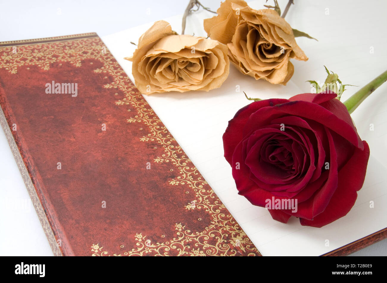 Fresh Red Rose with Personal Diary and Dried white Roses Stock Photo ...