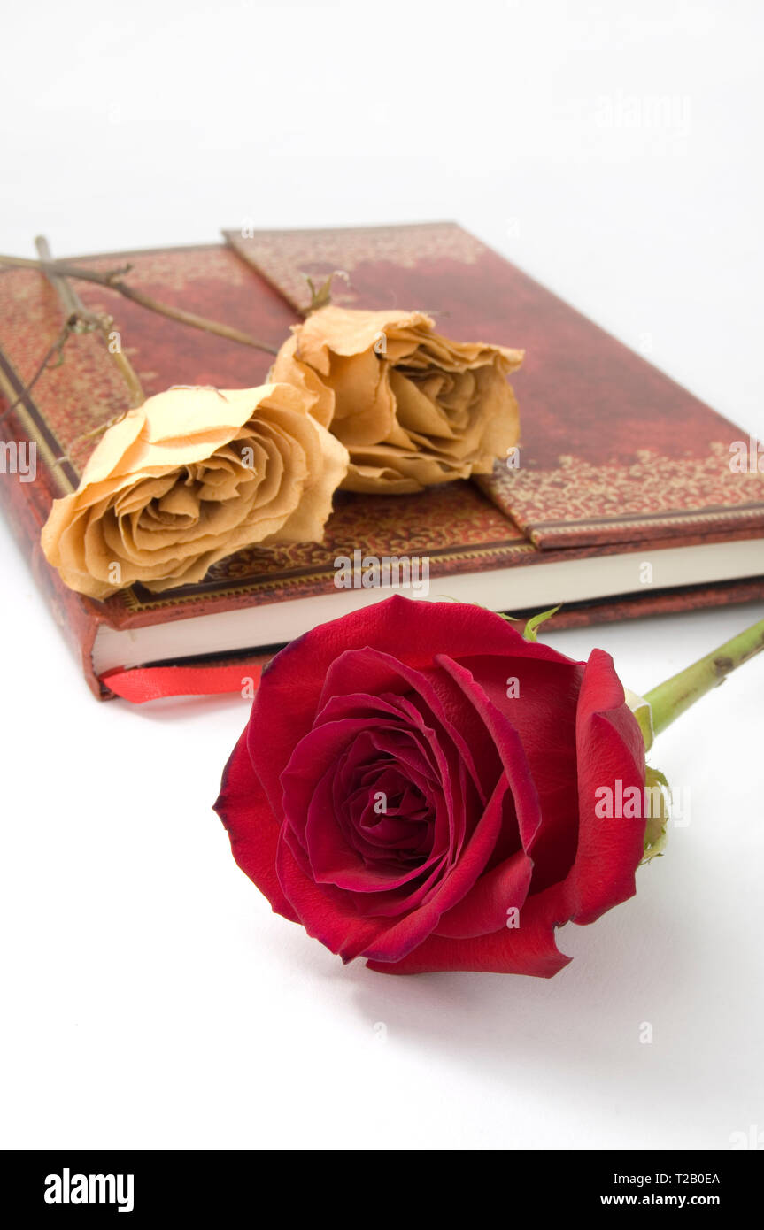Fresh Red Rose with Personal Diary and Dried white Roses Stock Photo ...