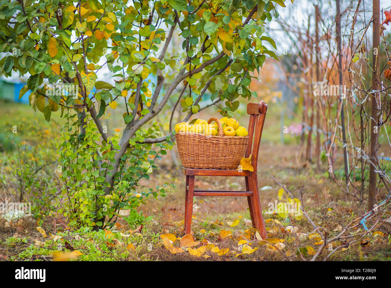 Quince autumn harvest, full basket of quince in the garden. Growing ...