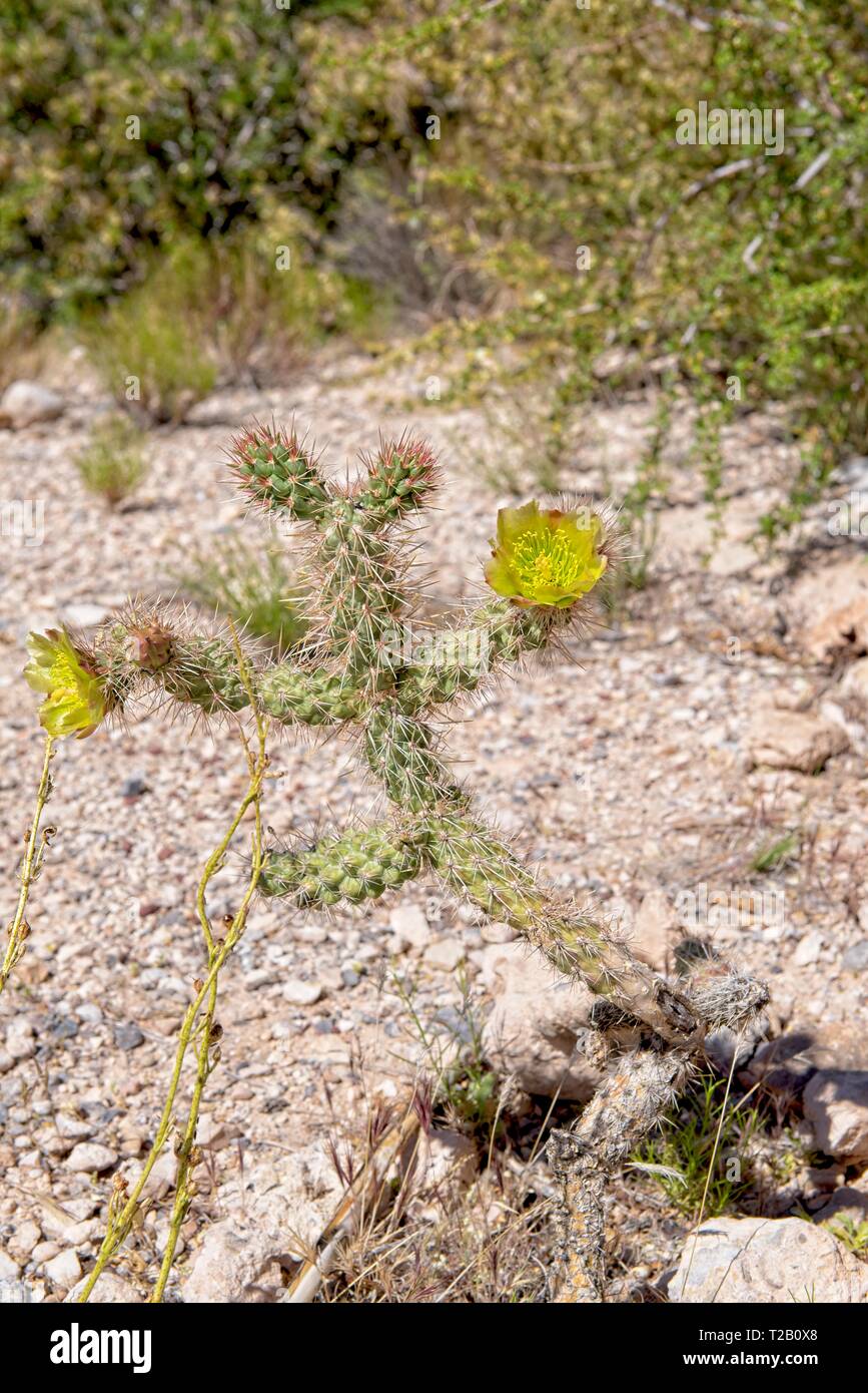 Cactus and other desert grounds coverings in Red Rock Canyon Nature ...