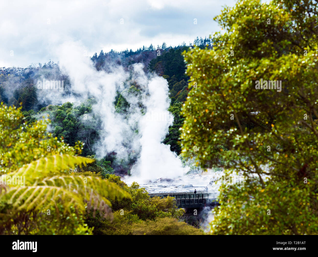 Pohutu Geyser, Te Puia, Rotorua, New Zealand Stock Photo - Alamy