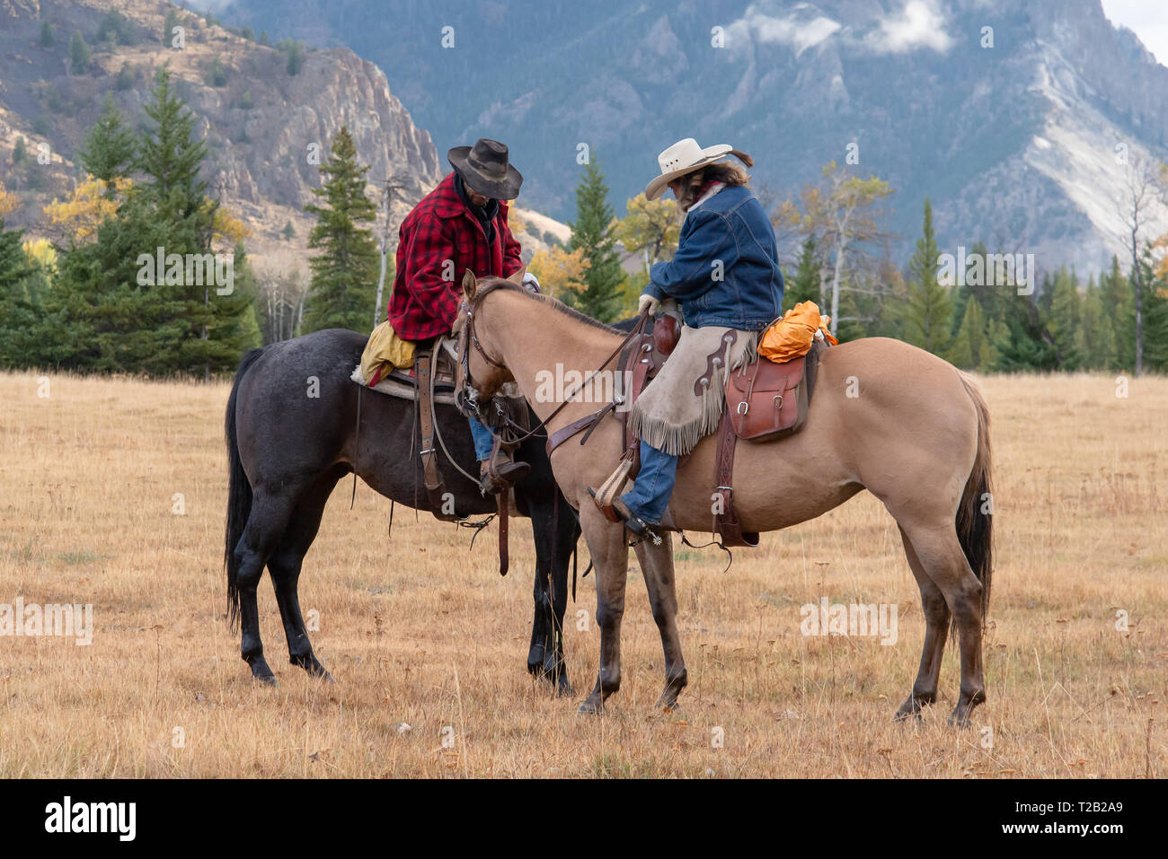 Cowboys of Wyoming, USA Stock Photo - Alamy