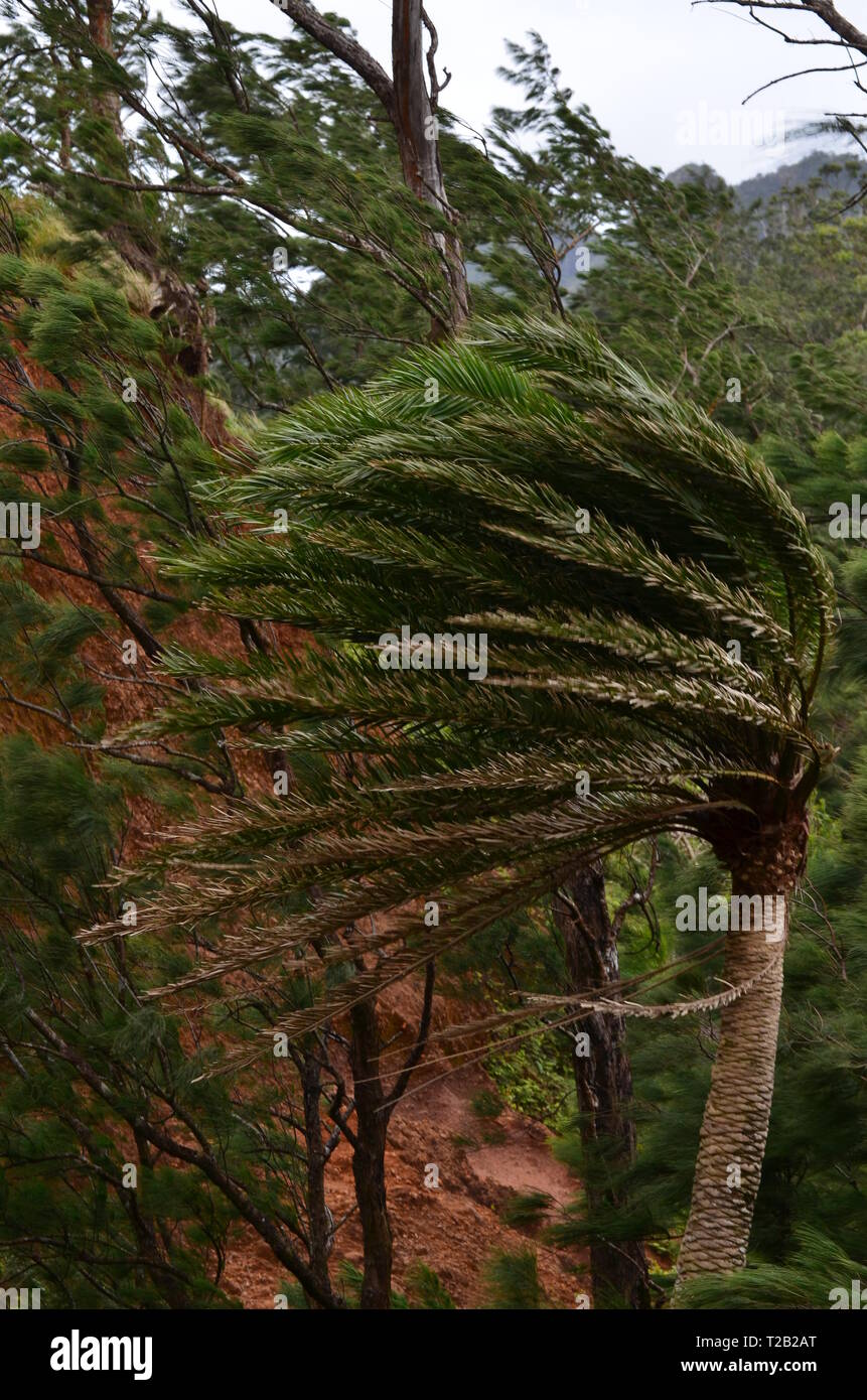 It was so windy up here! Nu'uanu Pali Lookout, Oahu Stock Photo - Alamy