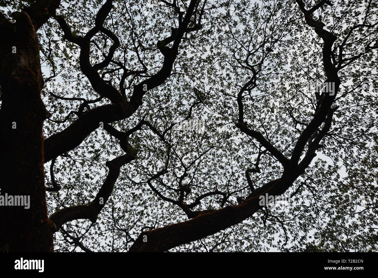 Dome Shaped Tree High Resolution Stock Photography and Images - Alamy