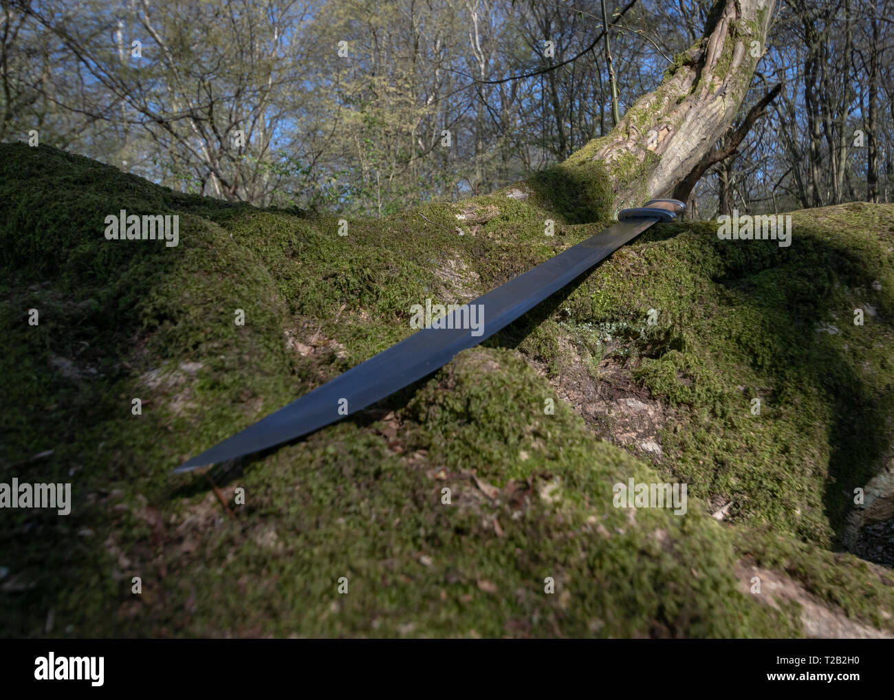 Sharp single edged Norwegian Viking sword sitting on mossy tree branch ...