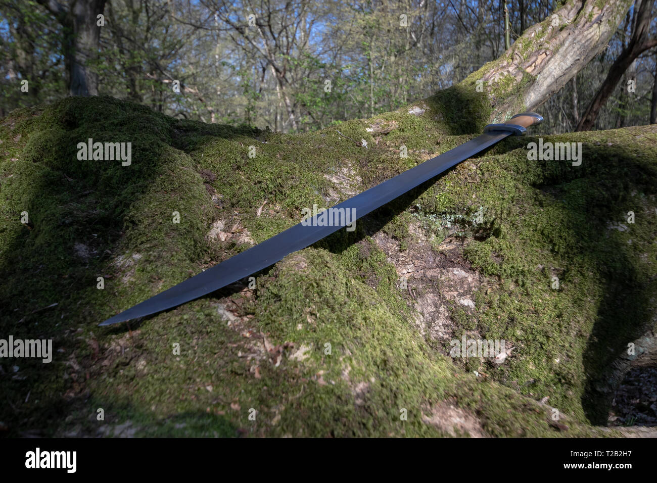 Sharp single edged Norwegian Viking sword sitting on mossy tree branch ...