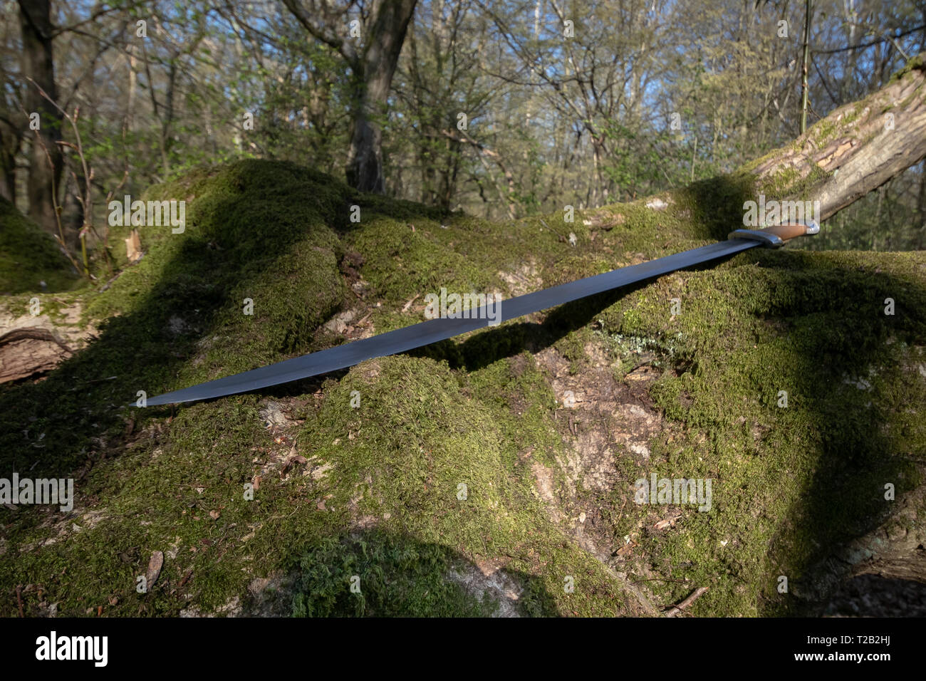 Sharp single edged Norwegian Viking sword sitting on mossy tree branch ...