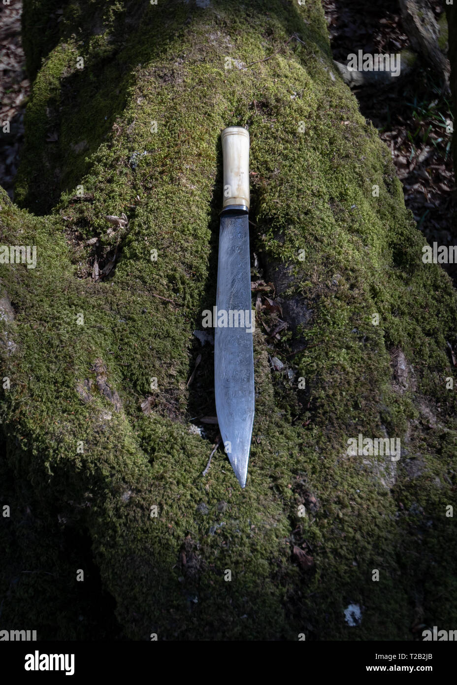 Bone handled sharp seax sitting on mossy tree branch in sunlight Stock ...