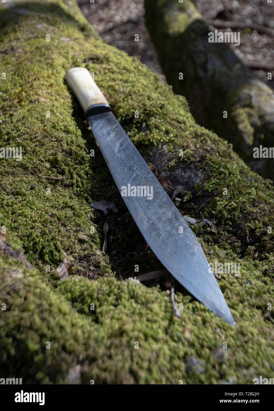 Bone handled sharp seax sitting on mossy tree branch in sunlight Stock ...