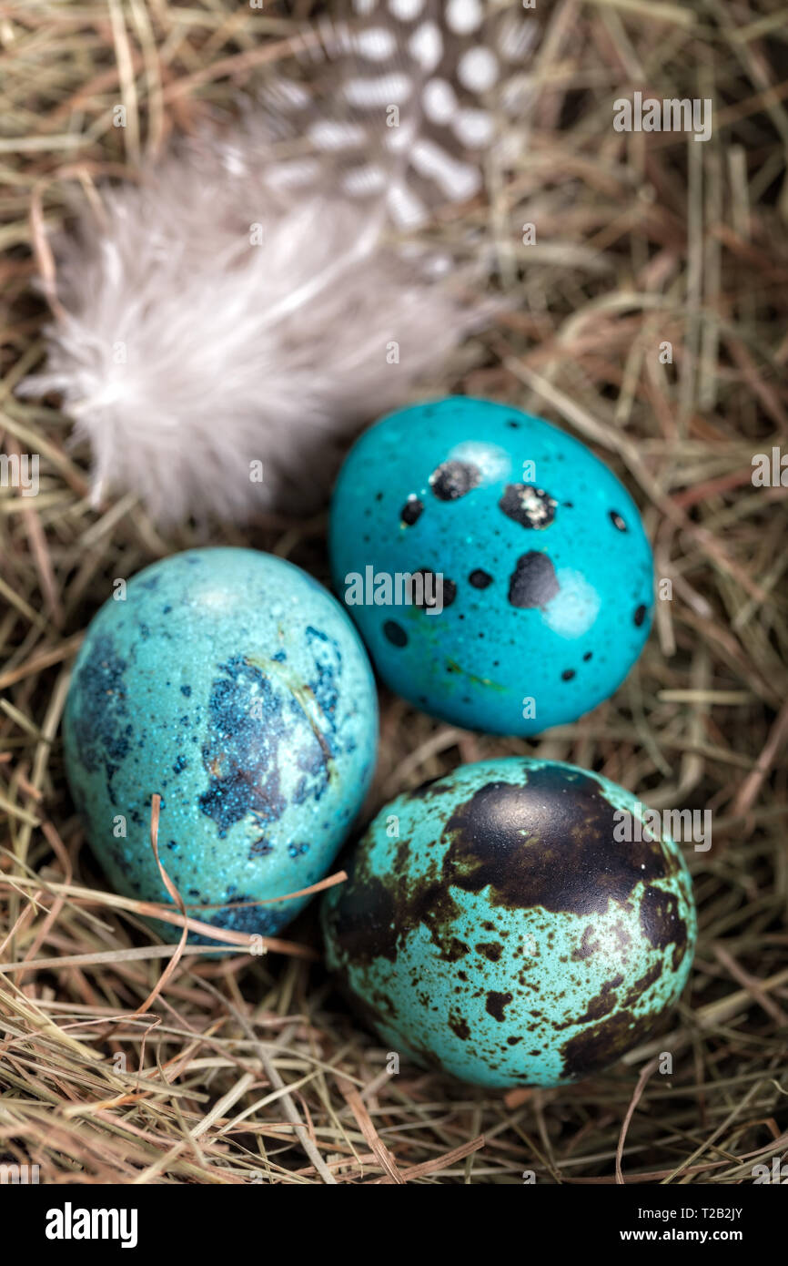 Blue quail hi-res stock photography and images - Alamy