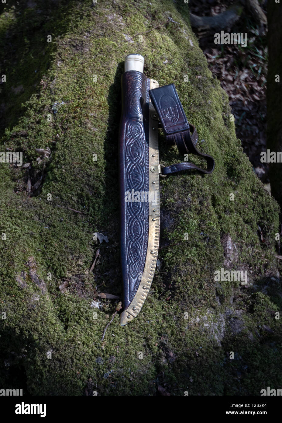 Replica Saxon seax knife in sheath on mossy branch of tree Stock Photo ...