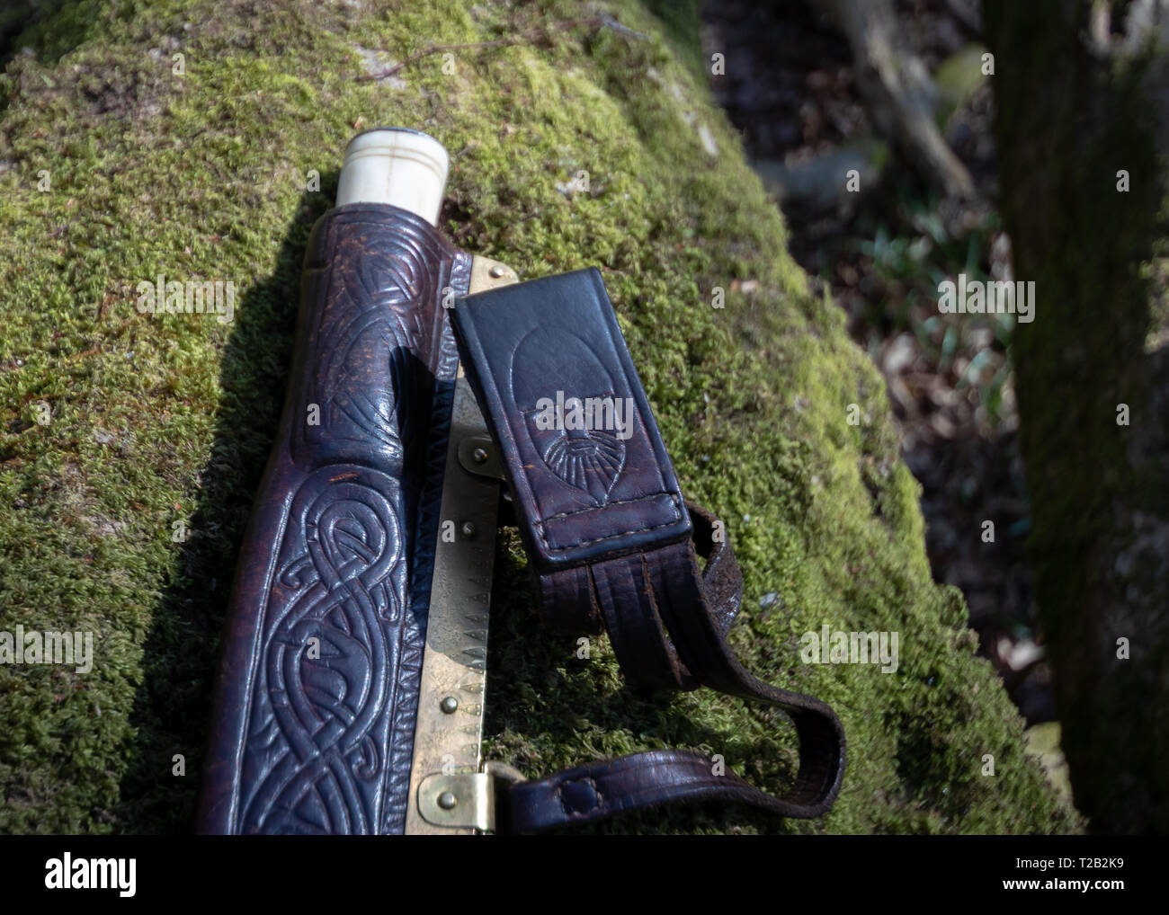 Replica Saxon seax knife in sheath on mossy branch of tree Stock Photo ...