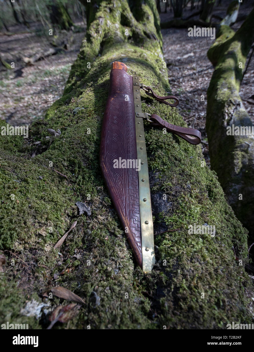 Replica Saxon seax knife in sheath on mossy branch of tree Stock Photo ...