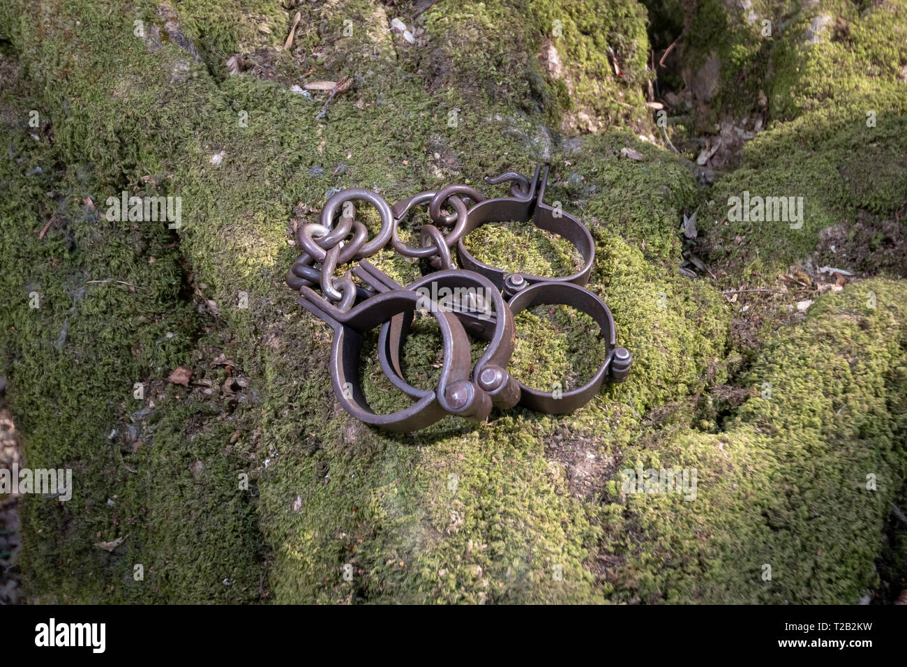 Replica Viking iron slave shackles sitting on a mossy tree branch Stock ...