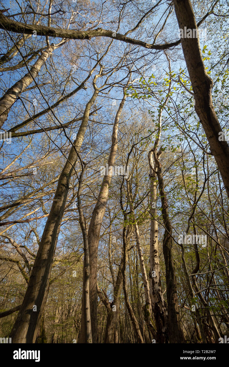Forest looking up from floor hi-res stock photography and images - Alamy