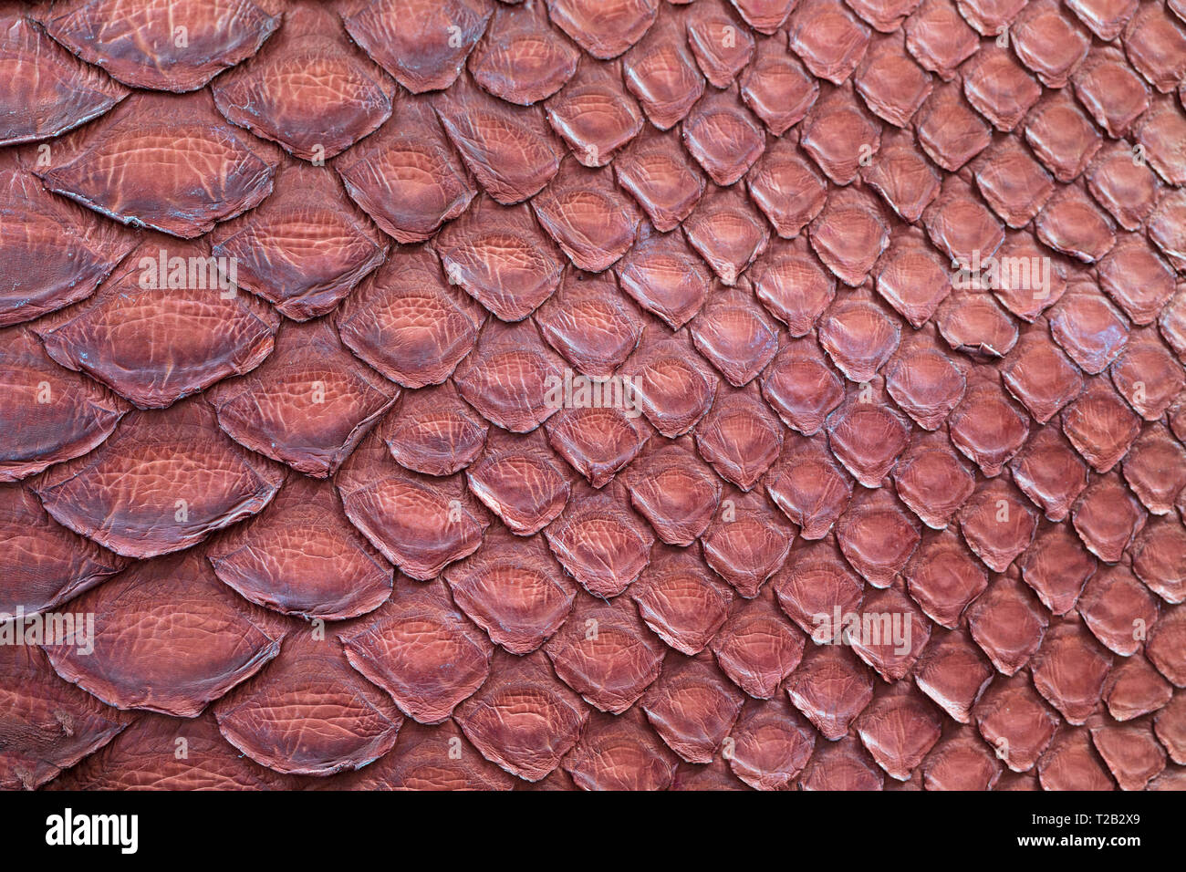 Snake skin texture hi-res stock photography and images - Alamy
