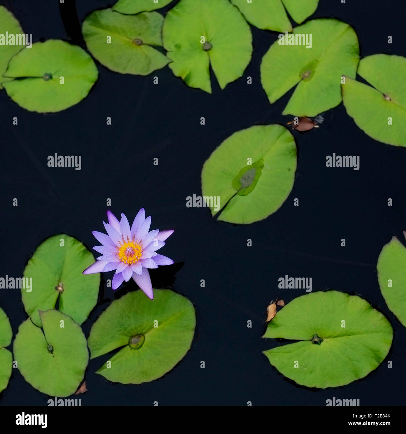 A purple lotus flower floats among lily pads in a pond Stock Photo - Alamy