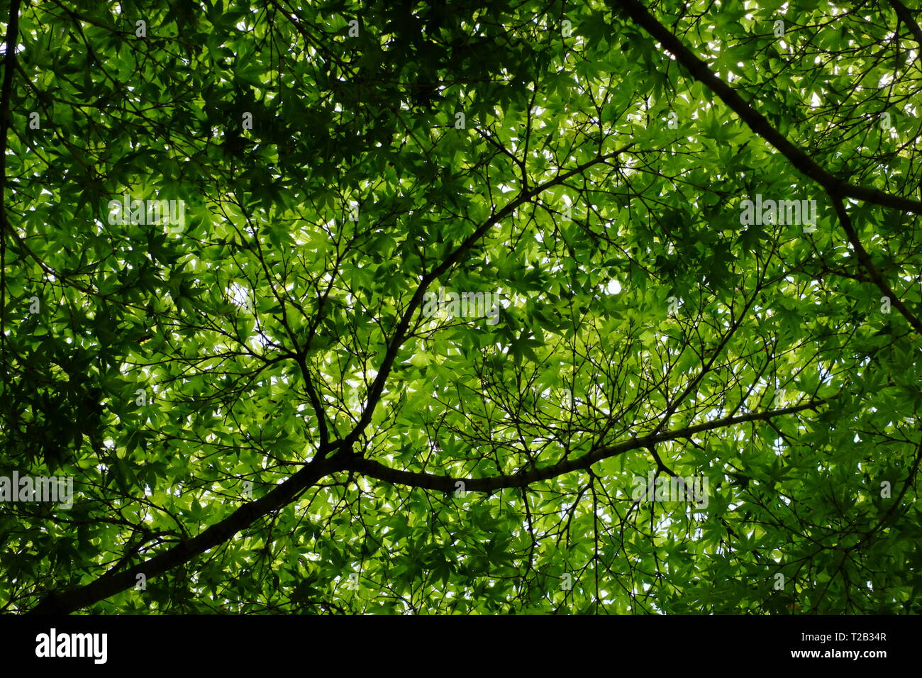 Japanese maple leaves create a canopy of green Stock Photo - Alamy