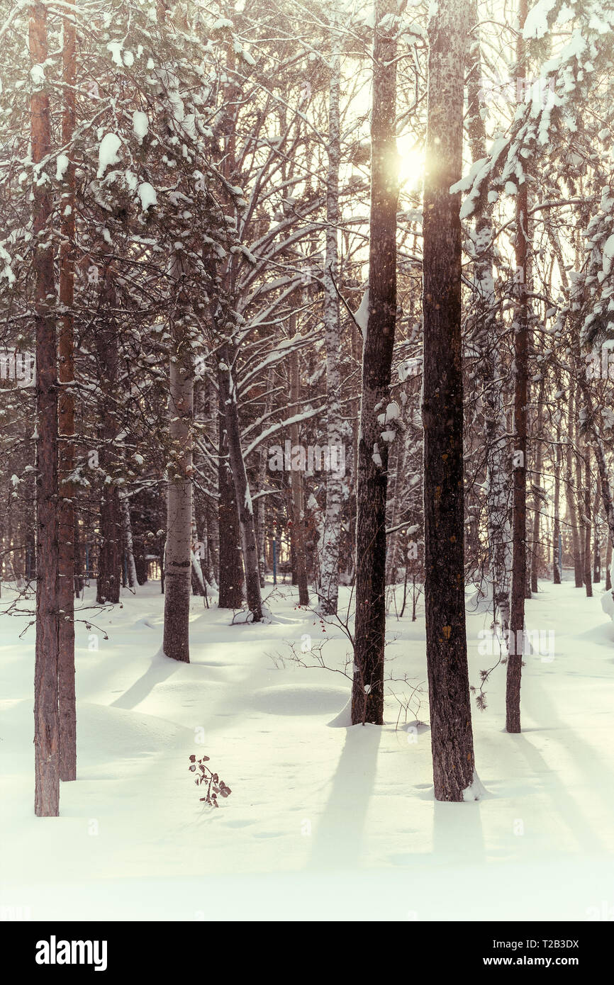 Winter Scenery: Midday Sun is Visible through Group of Trees in Forest ...