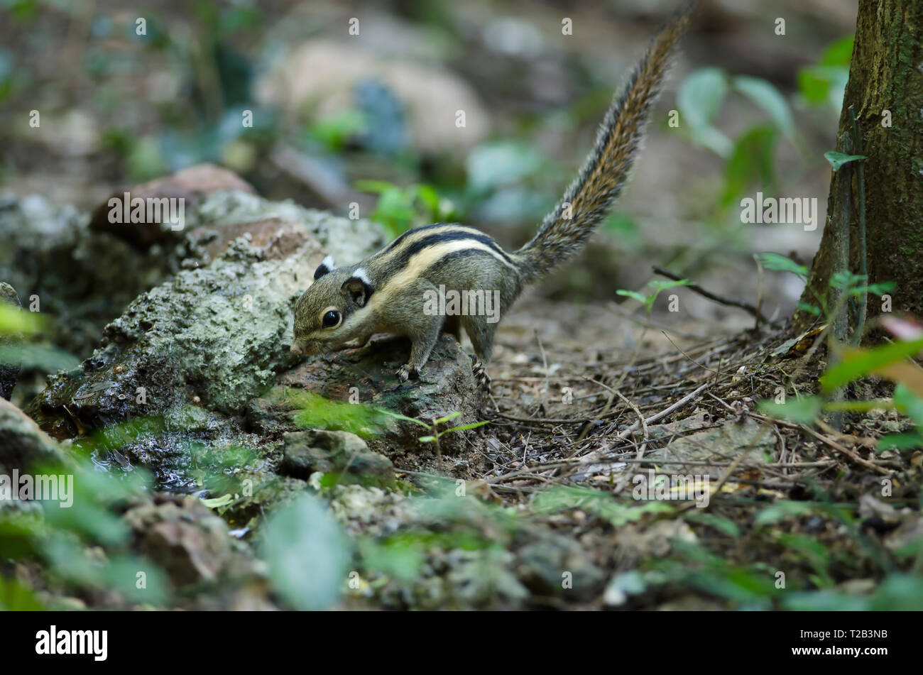 Himalayan striped squirrel or Burmese striped squirrel on the branch of ...