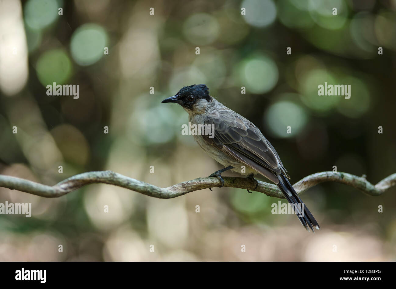 Beautiful bird Sooty headed Bulbul perched on wooden (Pycnonotus ...