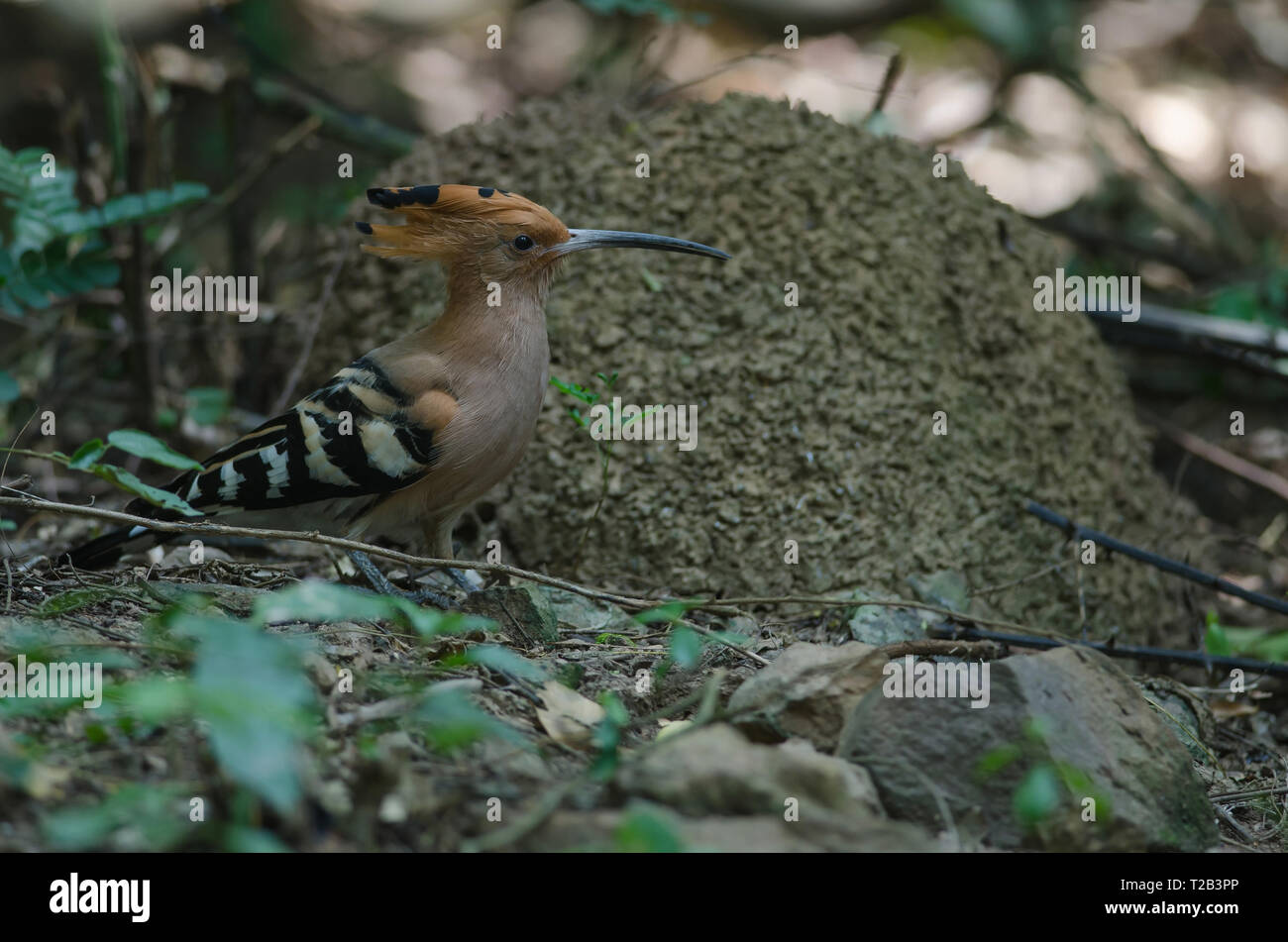 Common hoopoe upupa epops hi-res stock photography and images - Alamy