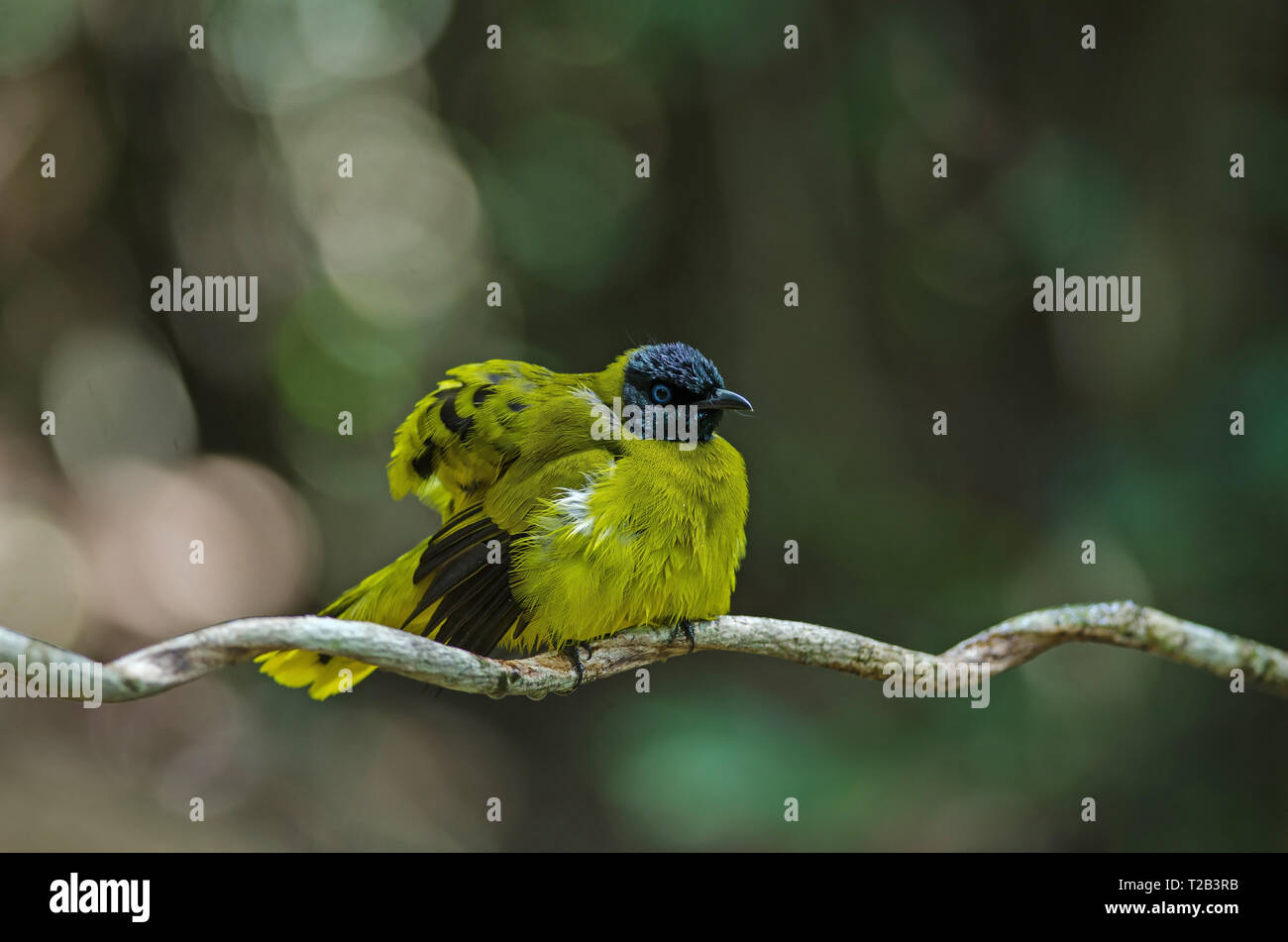 Black-headed Bulbul, Pycnonotus atriceps in nature Stock Photo - Alamy