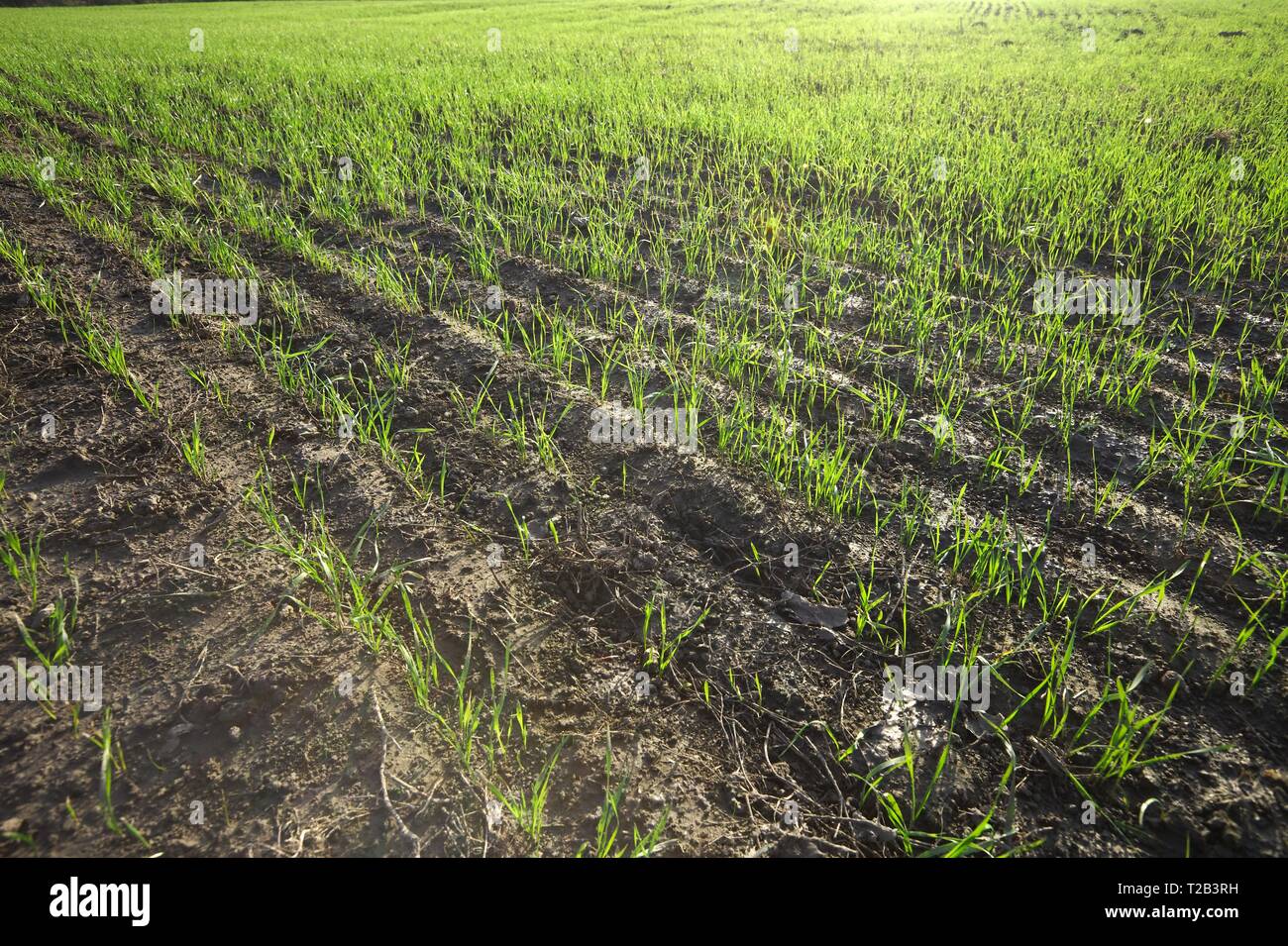 Agricultural field with plants Stock Photo - Alamy