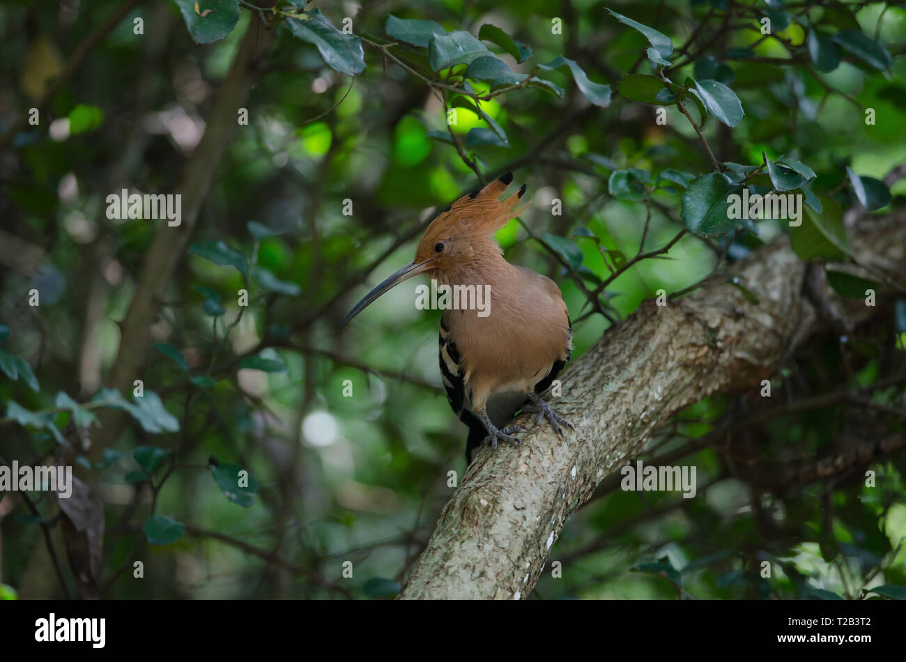 Eurasian Hoopoe or Common hoopoe(Upupa epops) in nature, Thailand Stock ...