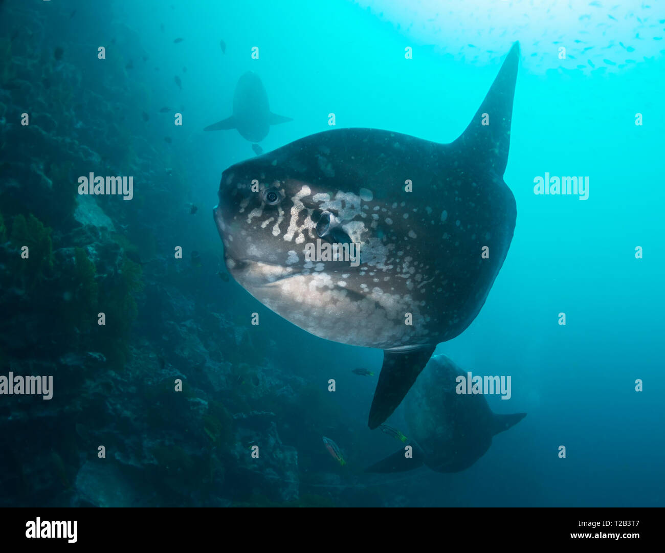 Ocean sunfish mola mola in hi-res stock photography and images - Alamy