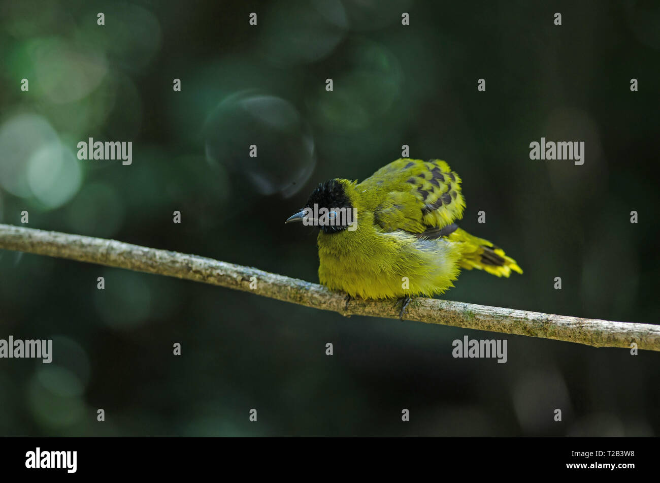 Black-headed Bulbul, Pycnonotus atriceps in nature Stock Photo - Alamy