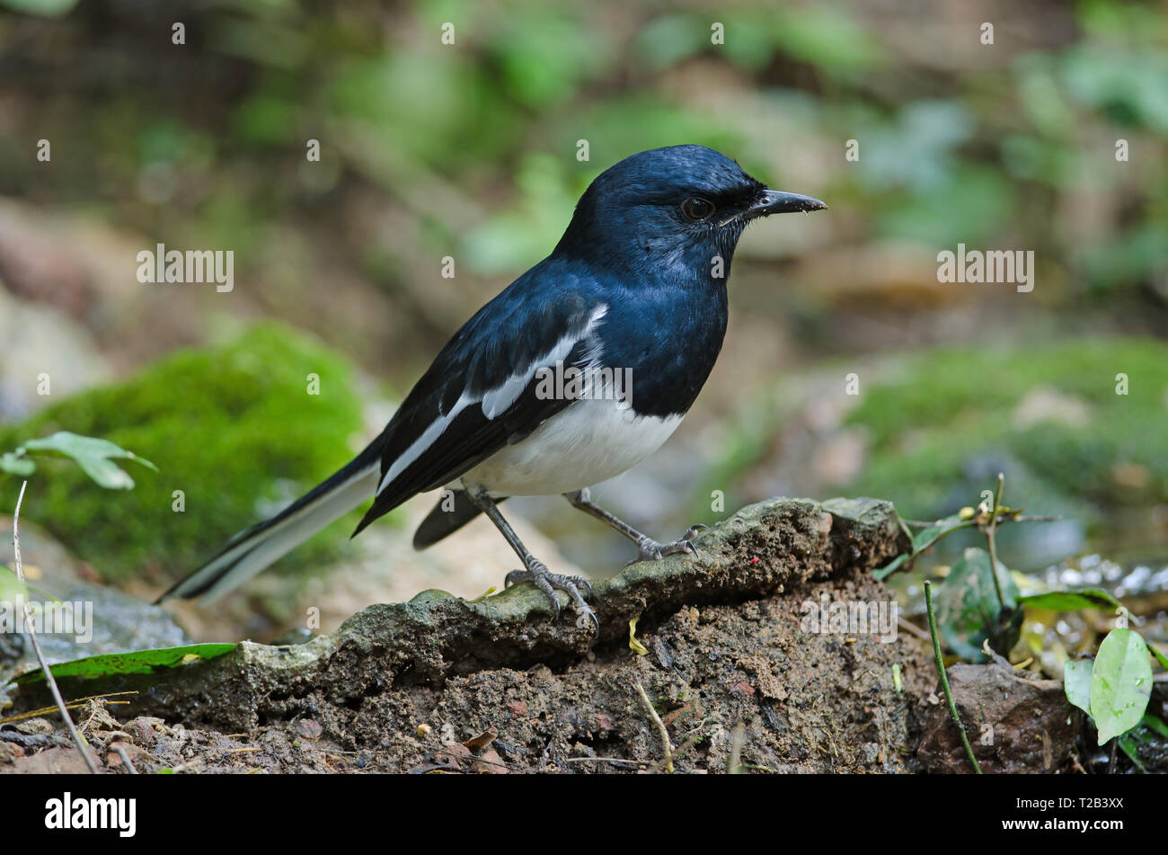 Oriental magpie robin (Copsychus saularis) on branch in nature Stock ...