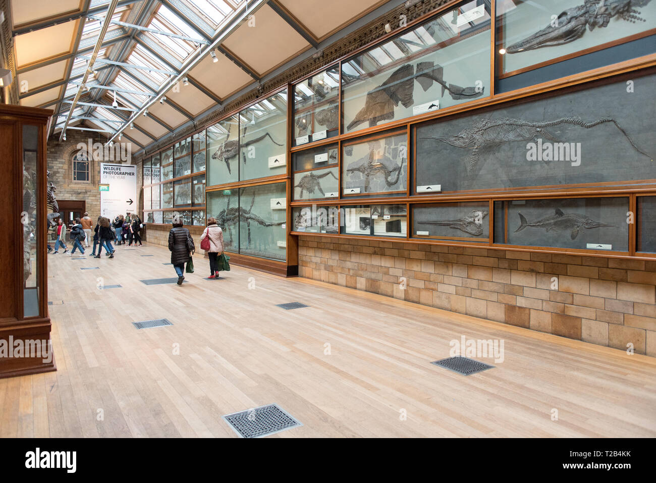 LONDON, UK - MARCH 22, 2019: Tourists visiting the Ichthyosaurus Fossil ...